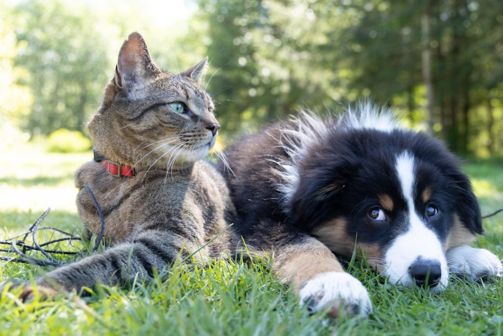 Fascinating Facts About Pets: Dogs, Cats, and More! - Mental Engineering